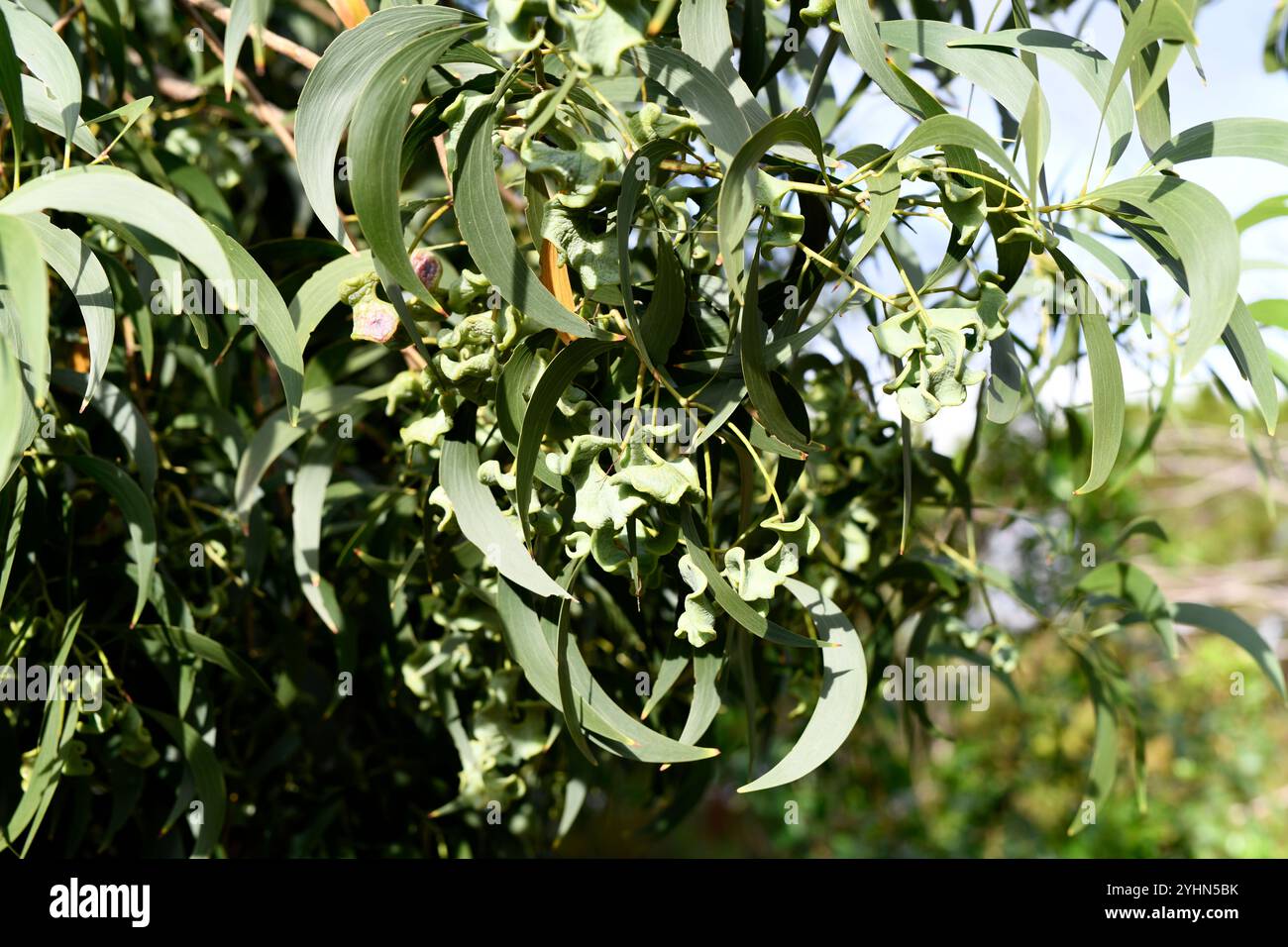 Black wattle (Acacia mangium) is an evergreen tree native to Australia ...
