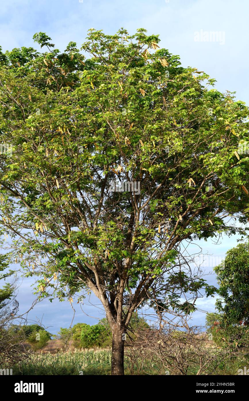 Albizia lebbeck hi-res stock photography and images - Alamy