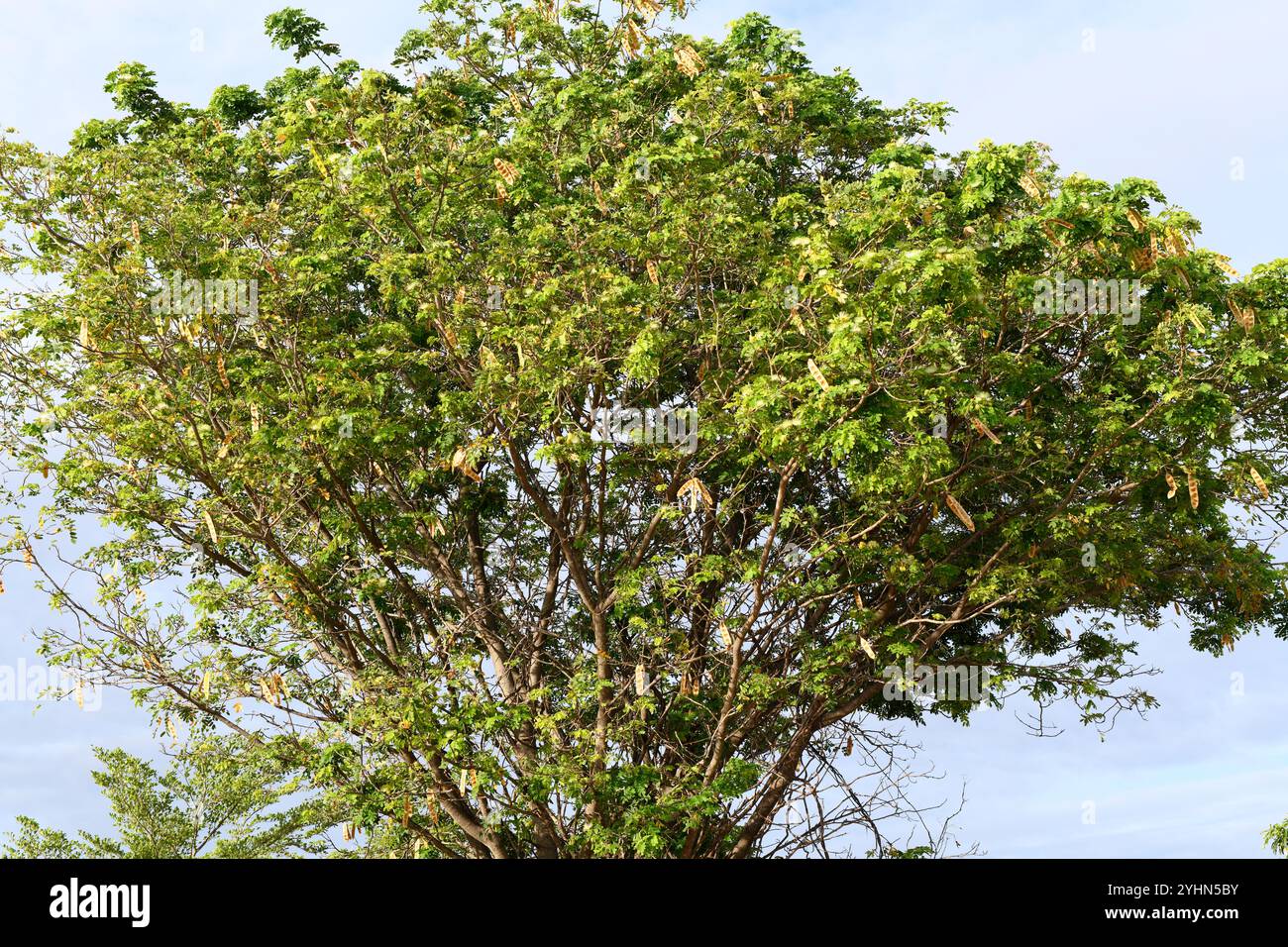 Albizia lebbeck indian siris hi-res stock photography and images - Alamy