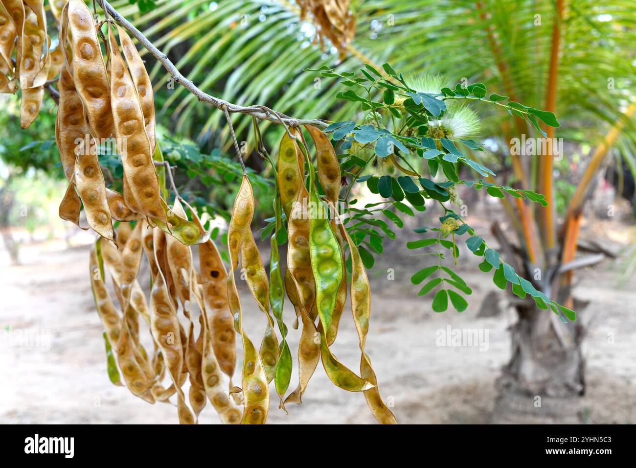 Indian siris (Albizia lebbeck) is a deciduous tree native to India and ...