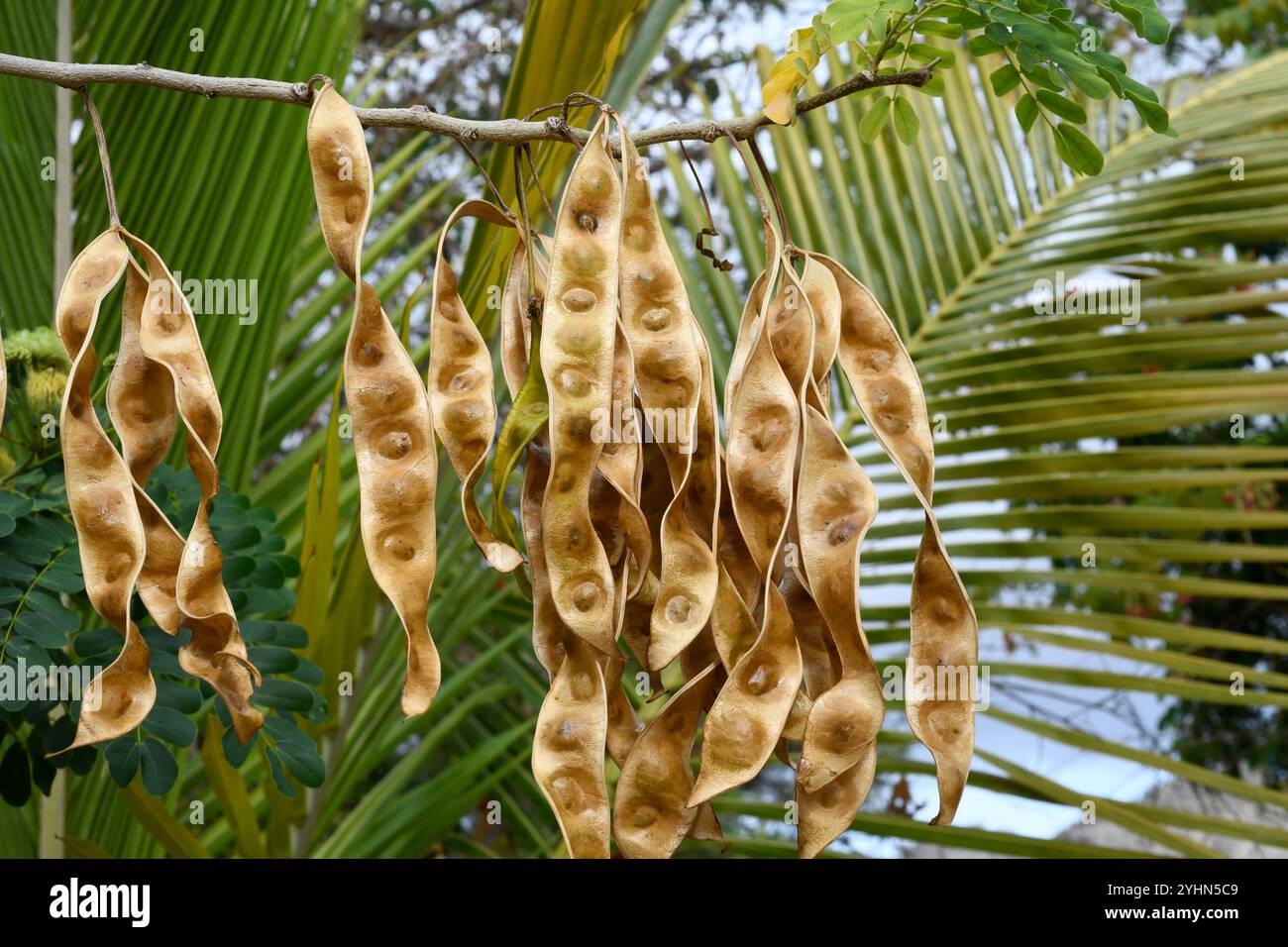 Indian siris (Albizia lebbeck) is a deciduous tree native to India and ...