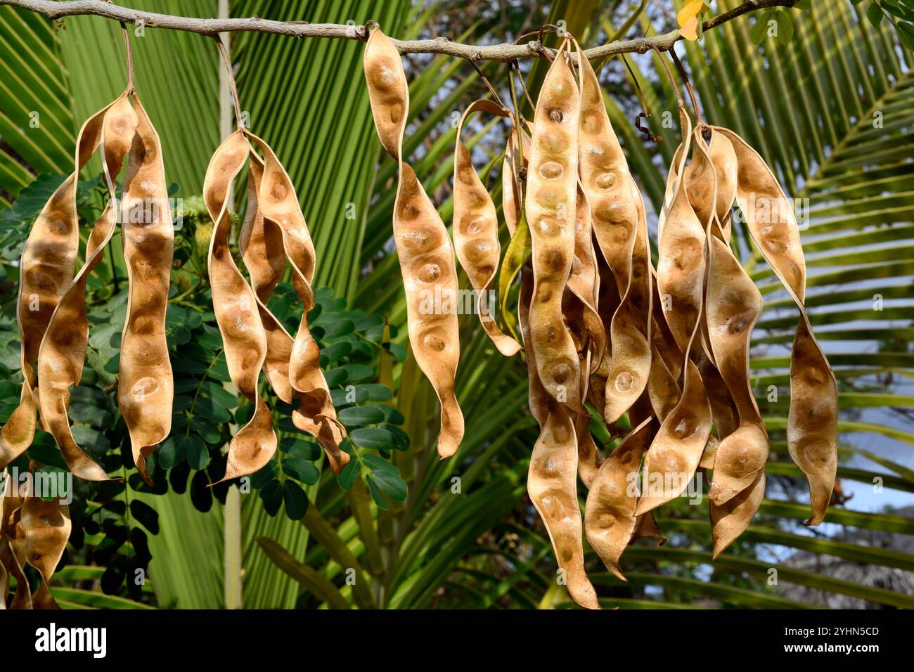 Indian siris (Albizia lebbeck) is a deciduous tree native to India and ...