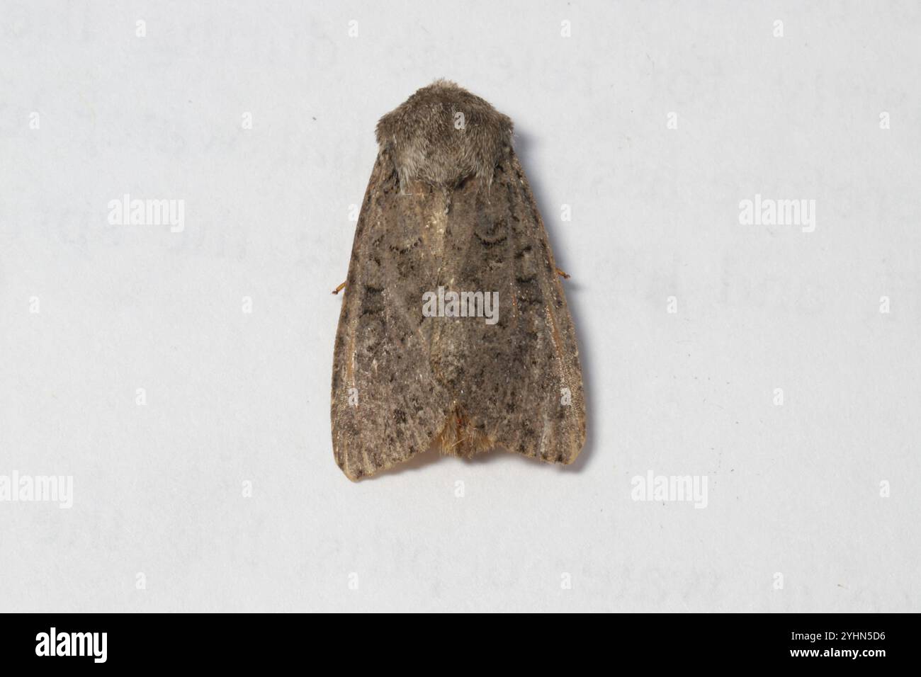 Glassy Cutworm Moth (Apamea devastator Stock Photo - Alamy