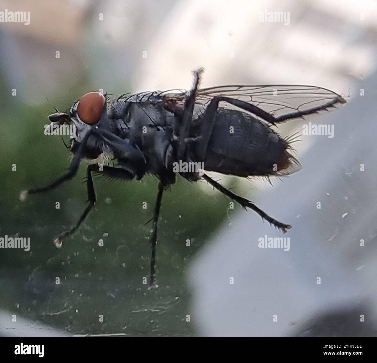 Flesh Flies and Satellite Flies (Sarcophagidae Stock Photo - Alamy