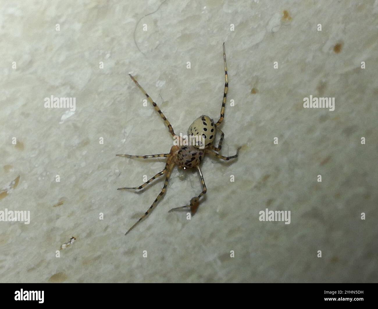 Common Spitting Spider (Scytodes thoracica Stock Photo - Alamy