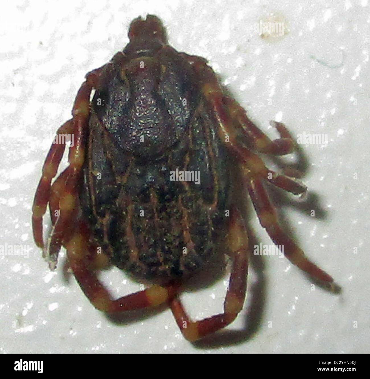 Hyalomma hi-res stock photography and images - Alamy