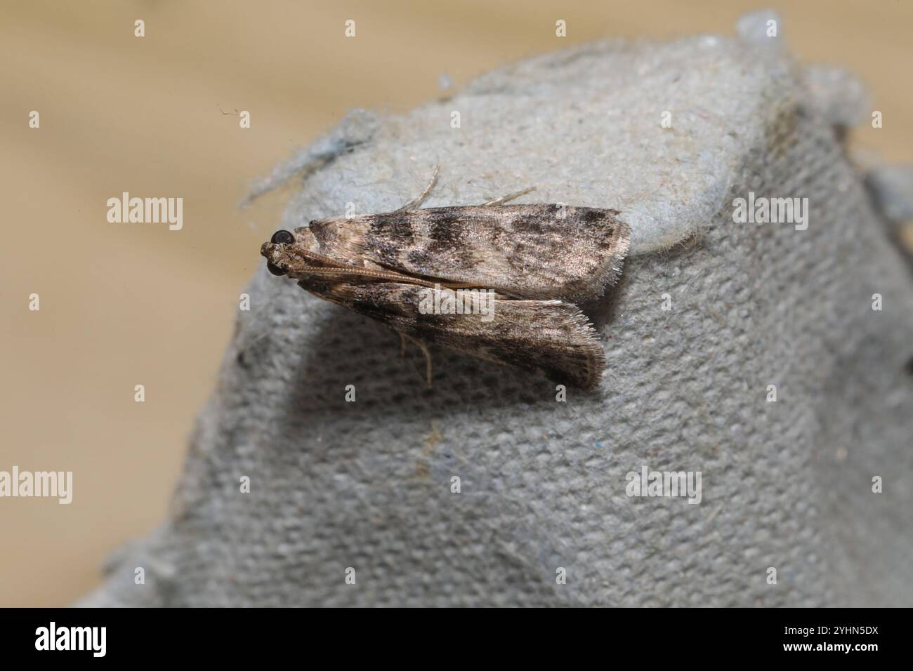 Ash-bark Knot-horn (Euzophera pinguis Stock Photo - Alamy