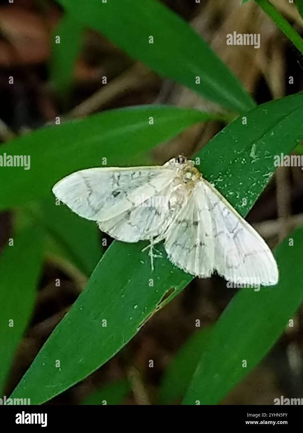 Hollow-spotted Blepharomastix Moth (Blepharomastix ranalis Stock Photo - Alamy