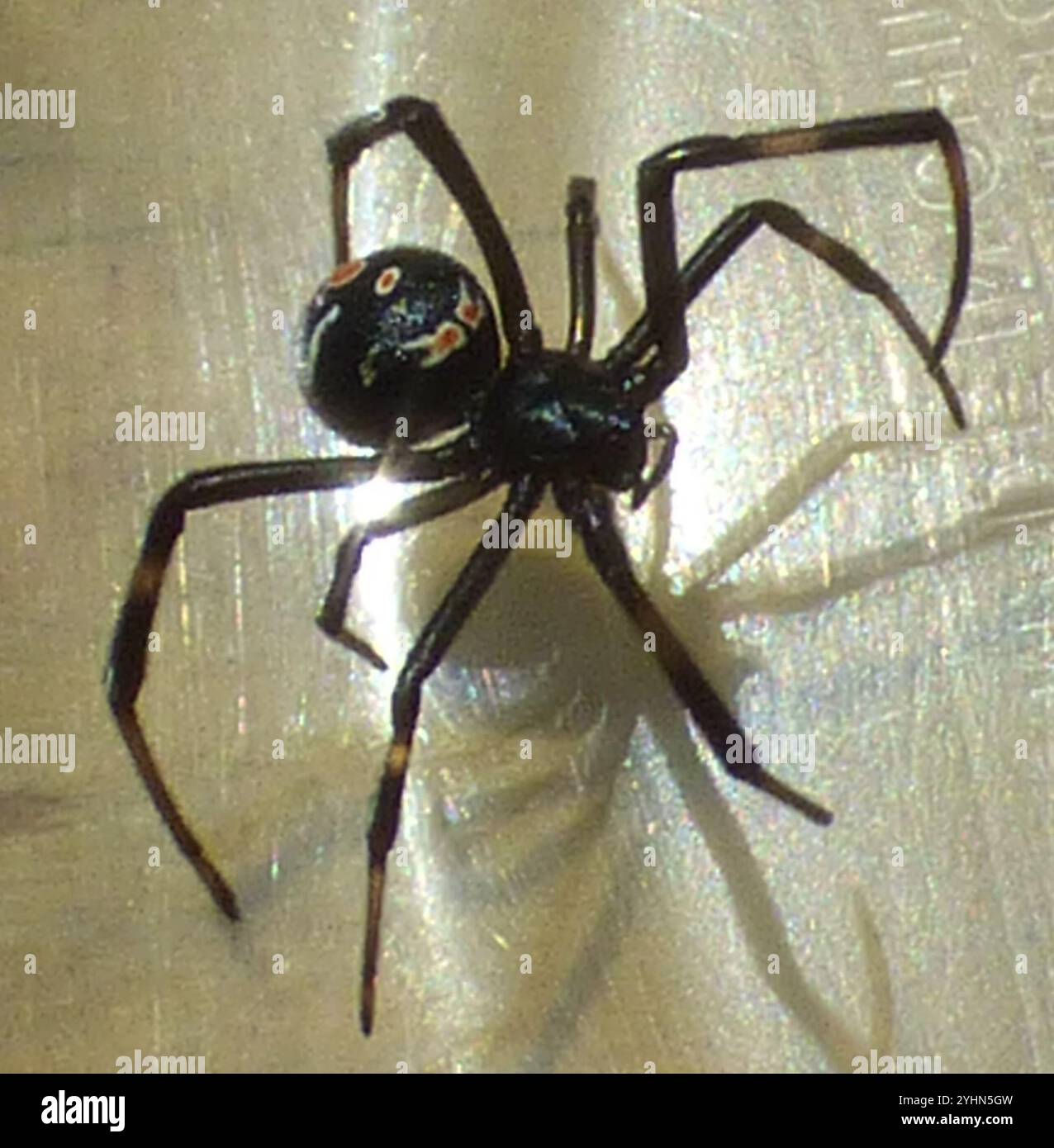 Southern Black Widow (Latrodectus mactans Stock Photo - Alamy