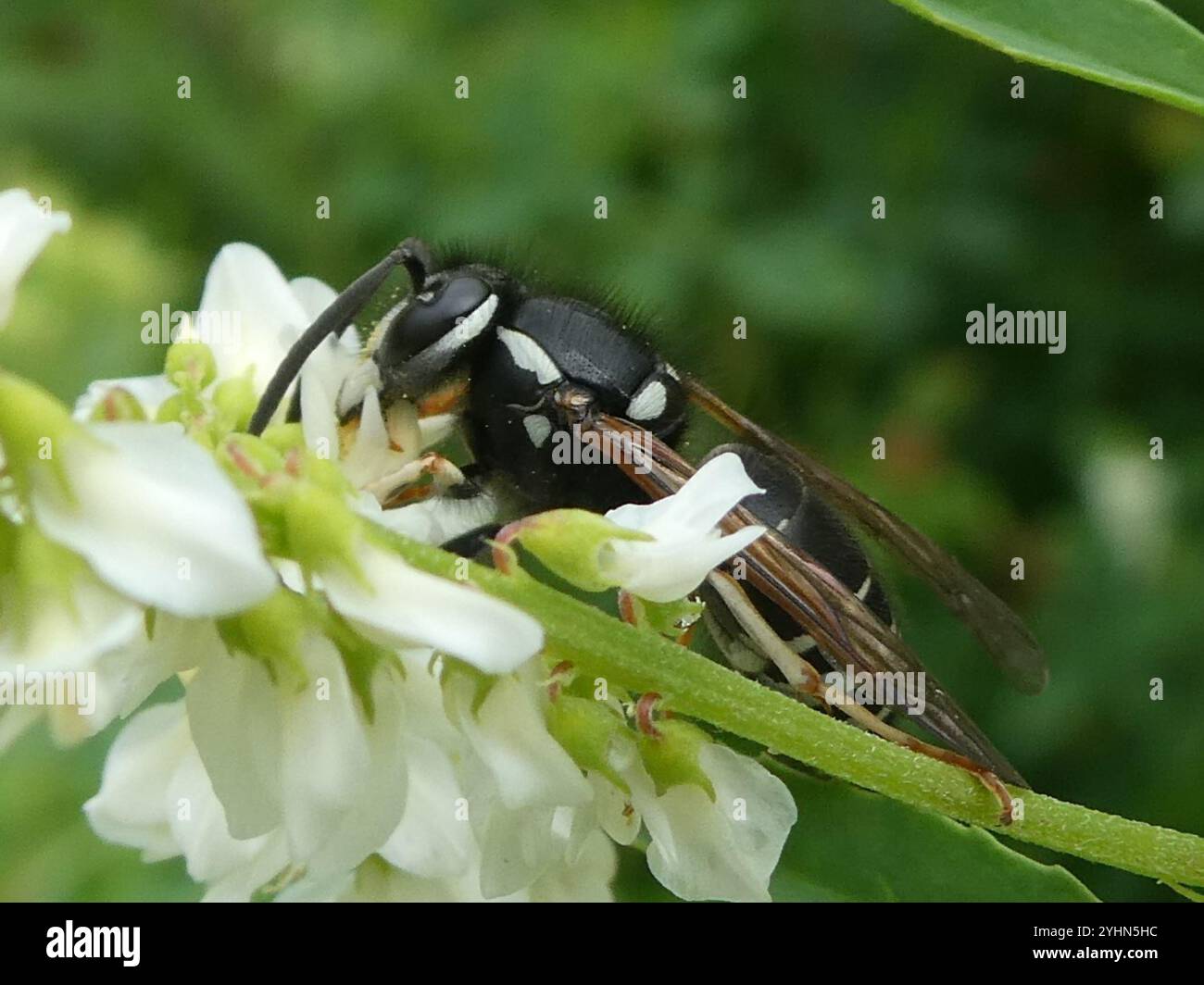 Blackjacket (Vespula consobrina Stock Photo - Alamy