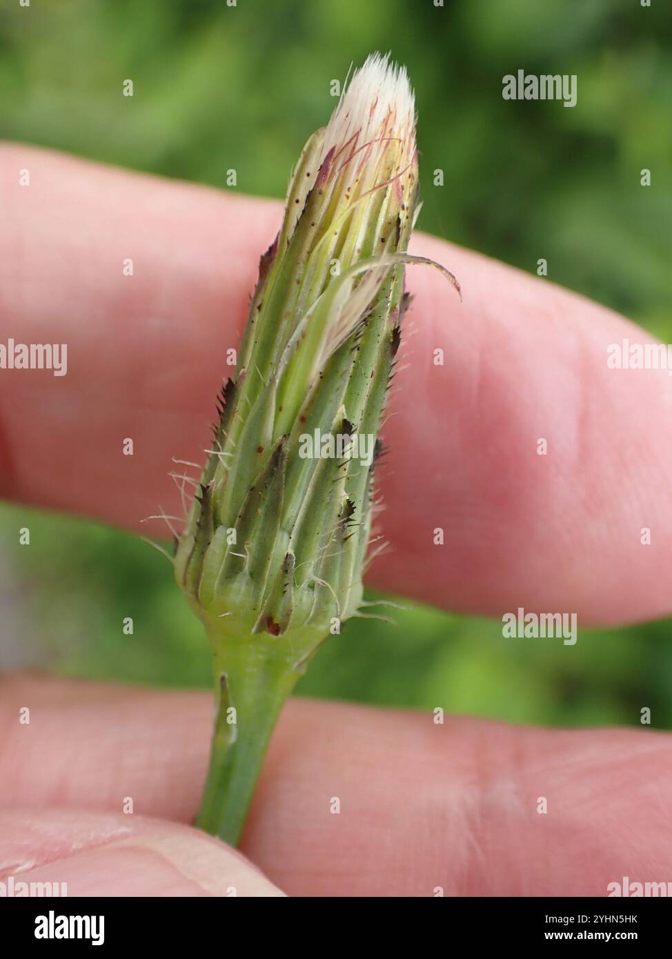 Common Cat's-ear (Hypochaeris radicata Stock Photo - Alamy