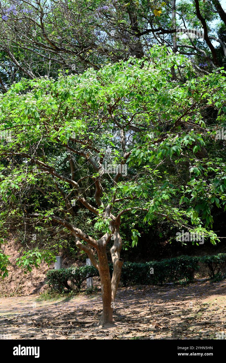Orchid tree (Bauhinia monandra) is a tree native to Madagascar. This ...