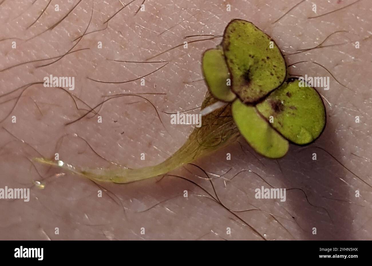 greater duckweed (Spirodela polyrhiza Stock Photo - Alamy