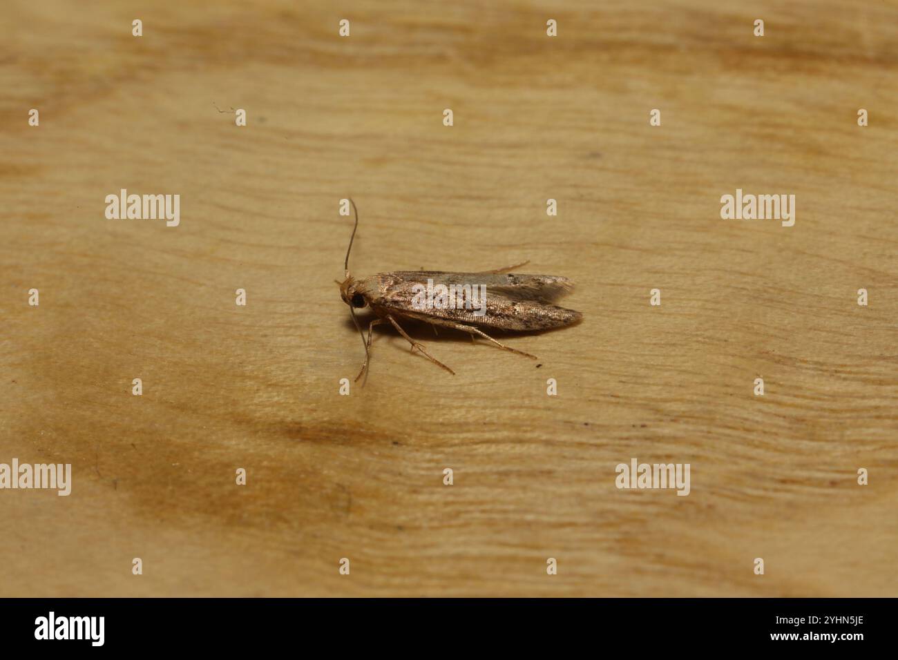 White-shouldered House Moth (Endrosis sarcitrella Stock Photo - Alamy