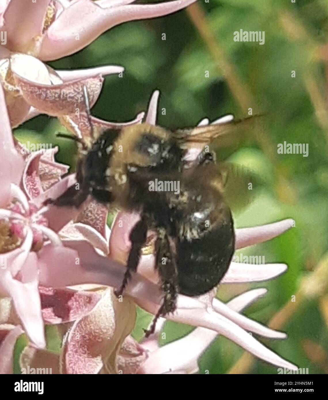 Orange-tipped Wood-digger (Anthophora terminalis Stock Photo - Alamy