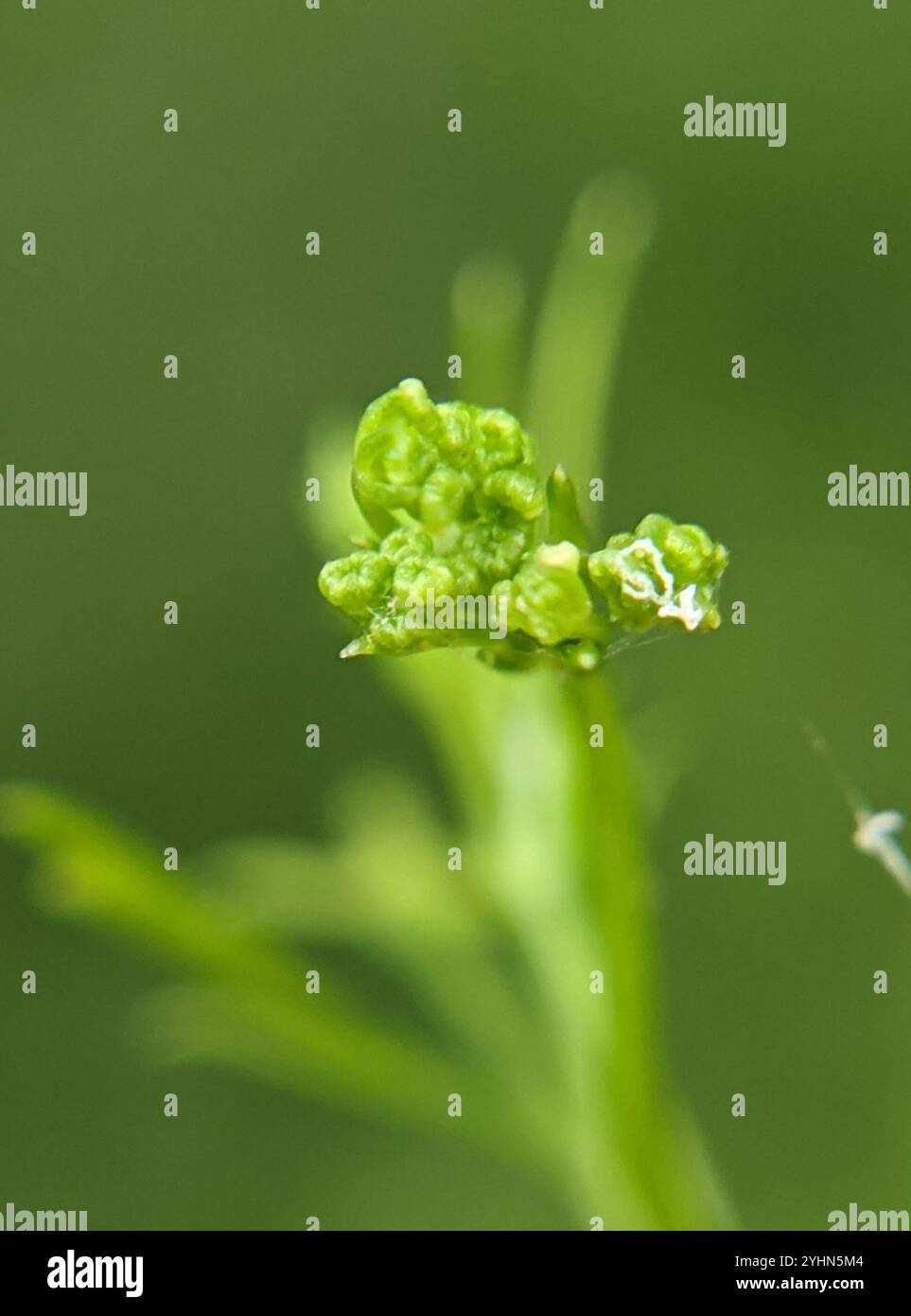 stone parsley (Sison amomum Stock Photo - Alamy