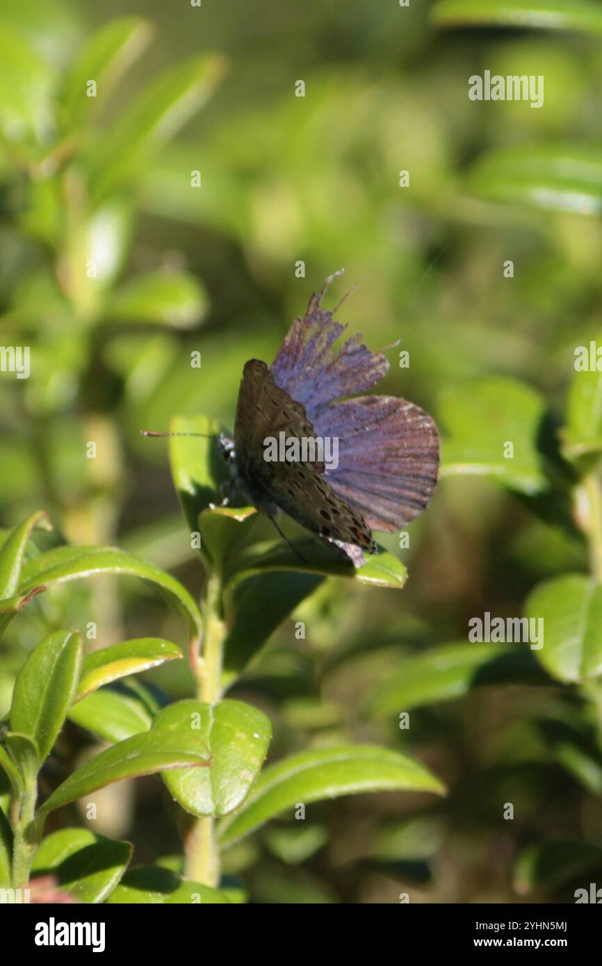 Cranberry Blue (Agriades optilete Stock Photo - Alamy