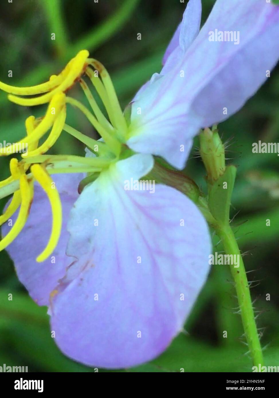 Maryland meadowbeauty (Rhexia mariana Stock Photo - Alamy