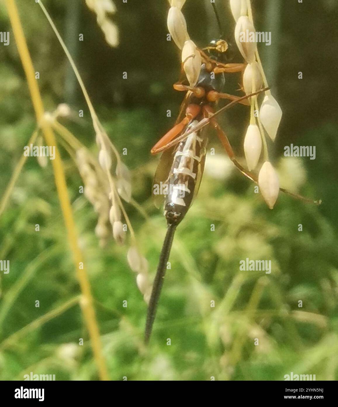 Lissonota hi-res stock photography and images - Alamy