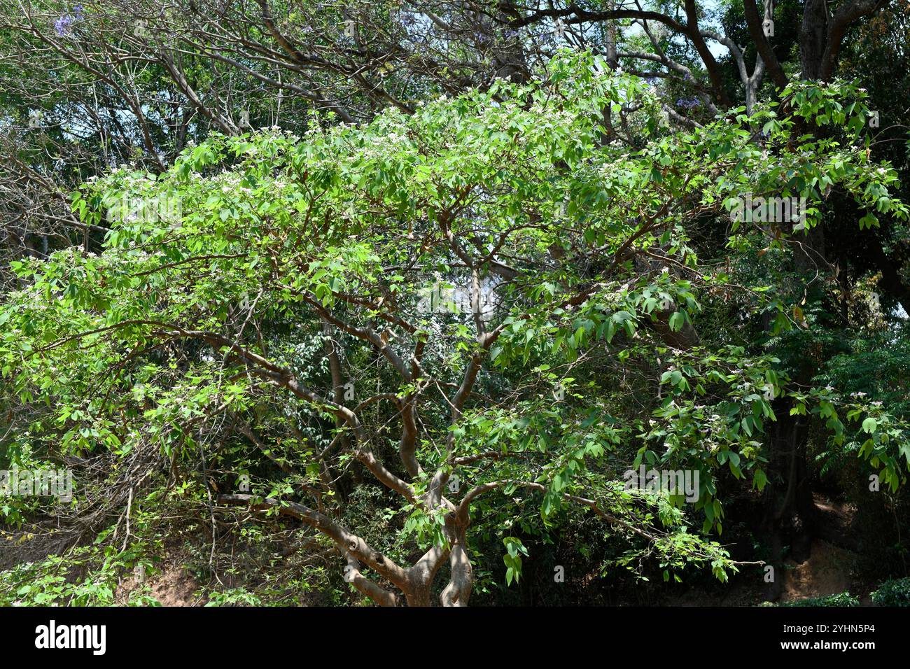 Orchid tree (Bauhinia monandra) is a tree native to Madagascar. This ...