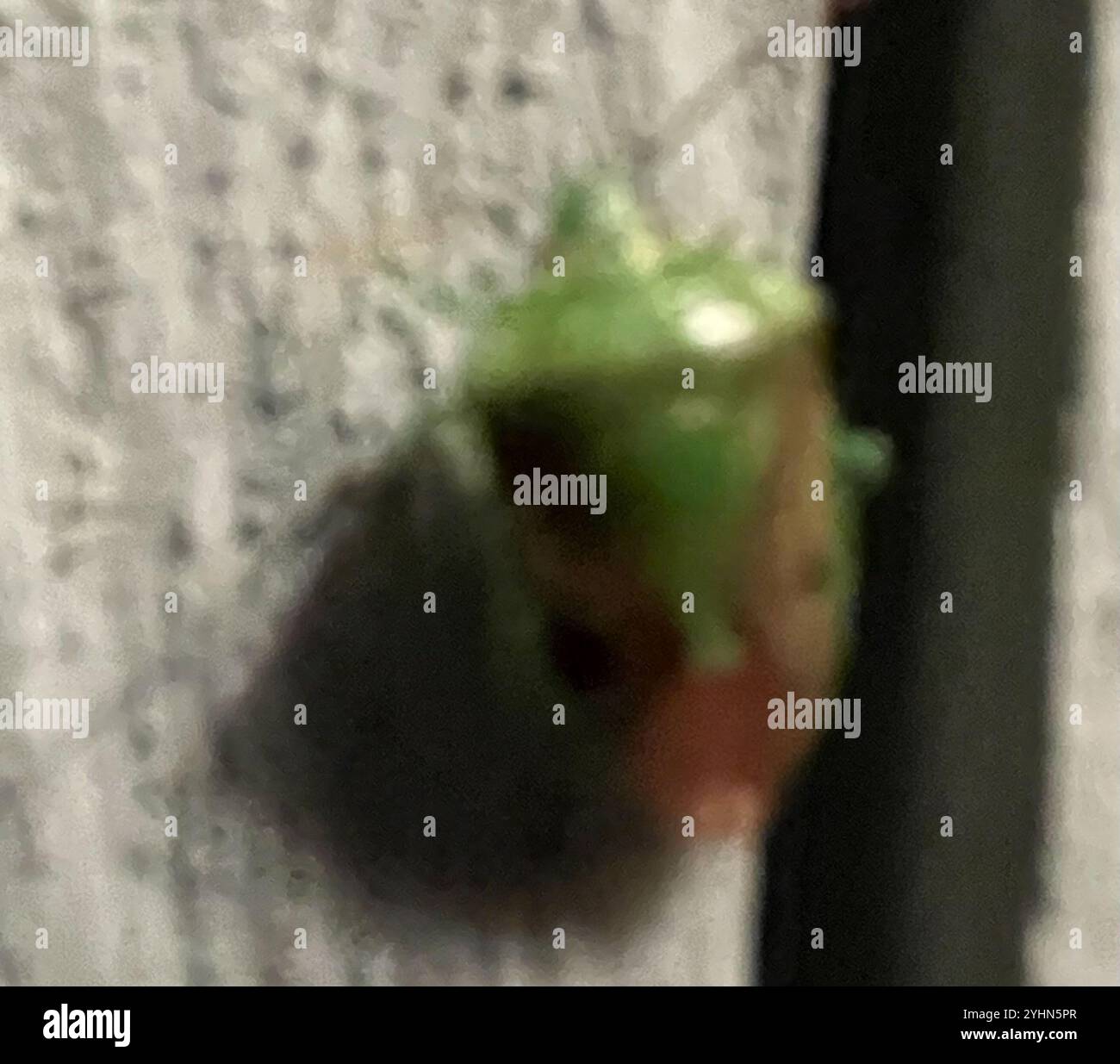 Green Burgundy Stink Bug (Banasa dimidiata Stock Photo - Alamy