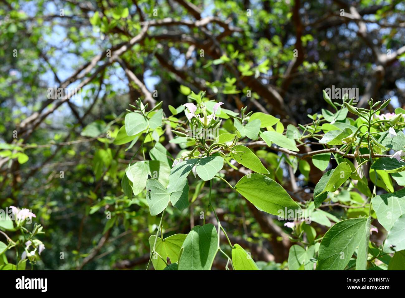 Orchid tree (Bauhinia monandra) is a tree native to Madagascar. This ...