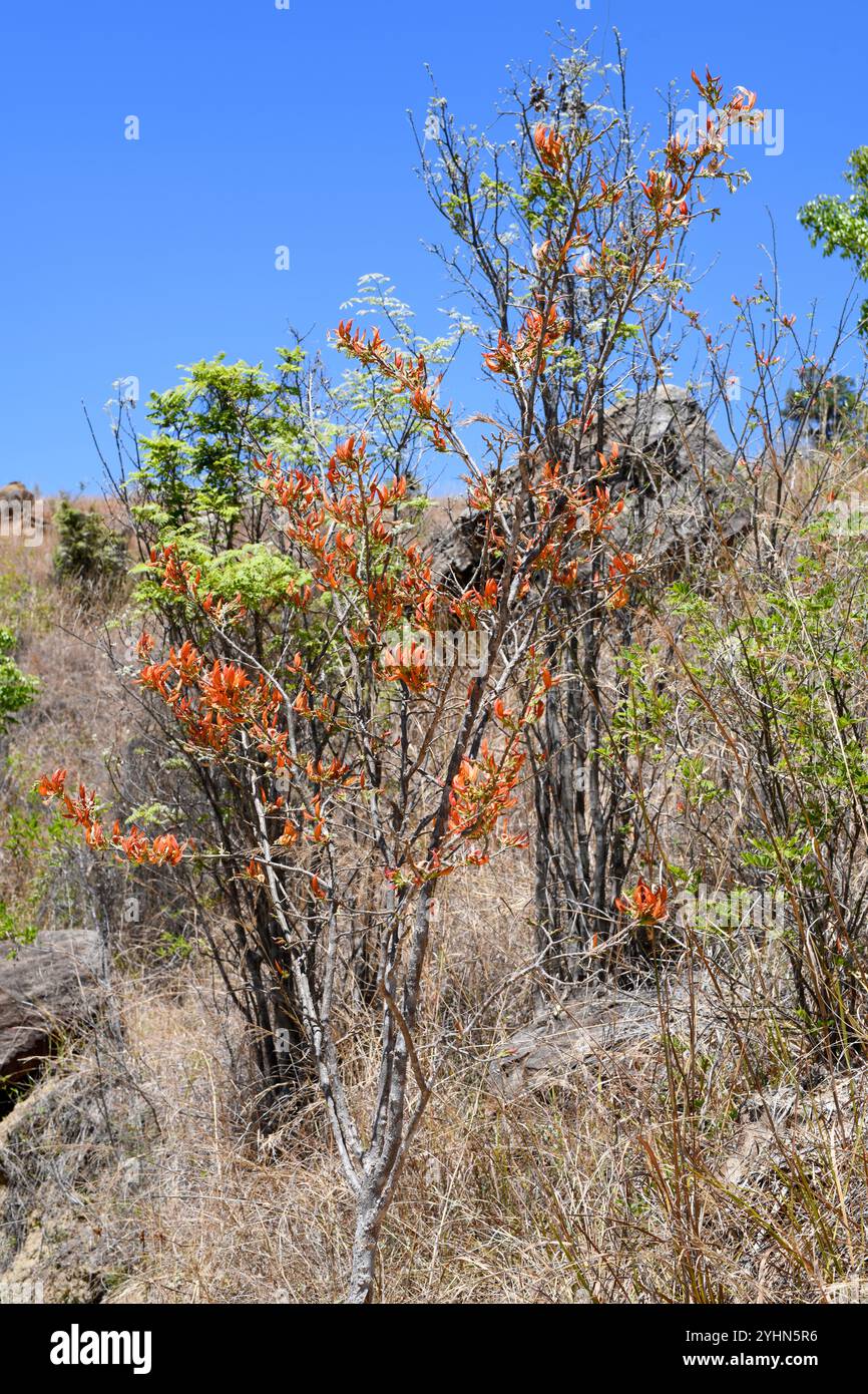 Chadsia flammea is a shrub native to Madagascar. This photo was taken ...