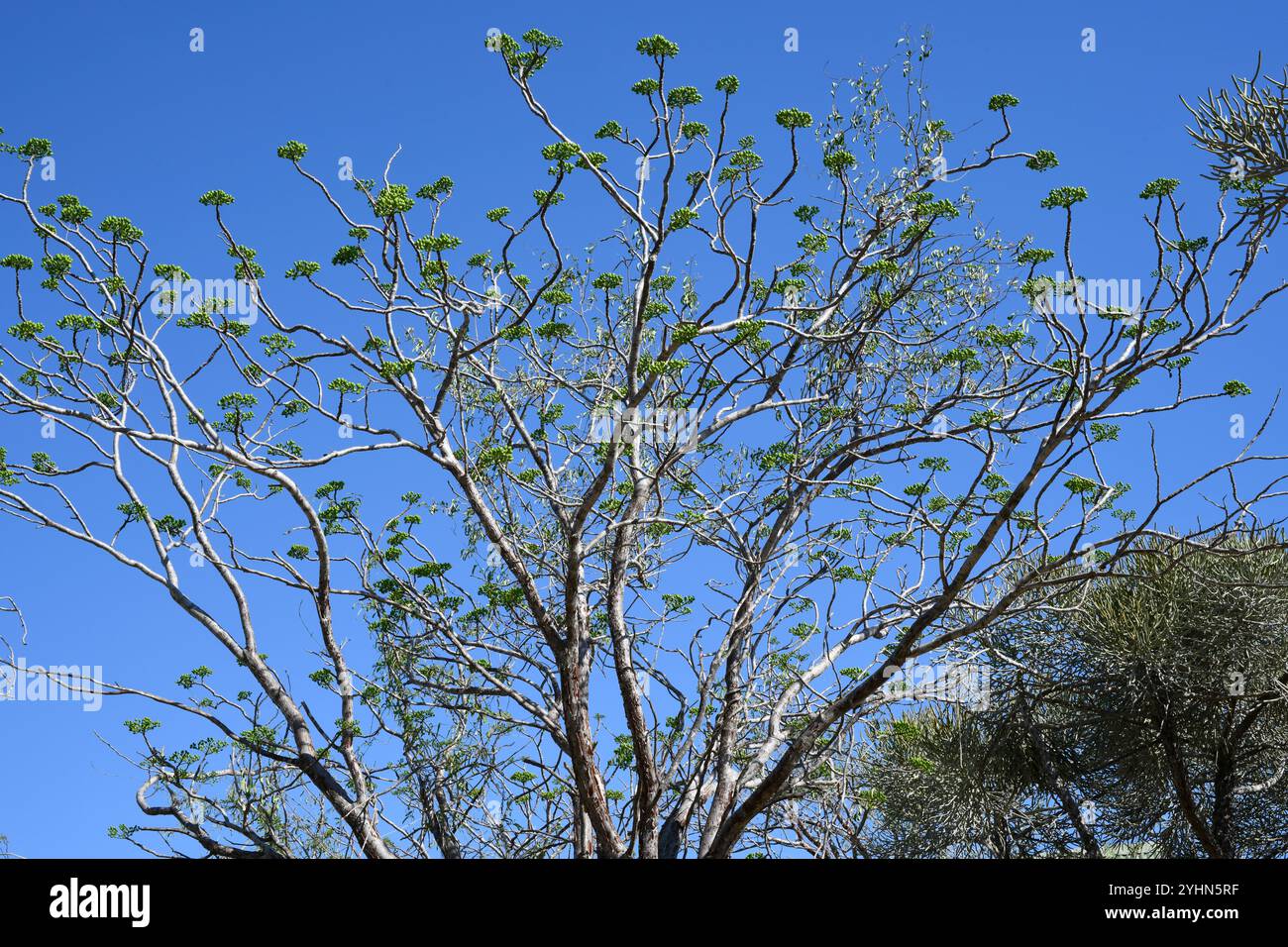 Delonix floribunda is a deciduous tree endemic to Madagascar. This ...