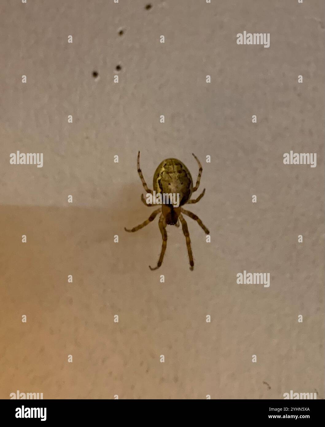 Silver-sided Sector Spider (Zygiella x-notata Stock Photo - Alamy