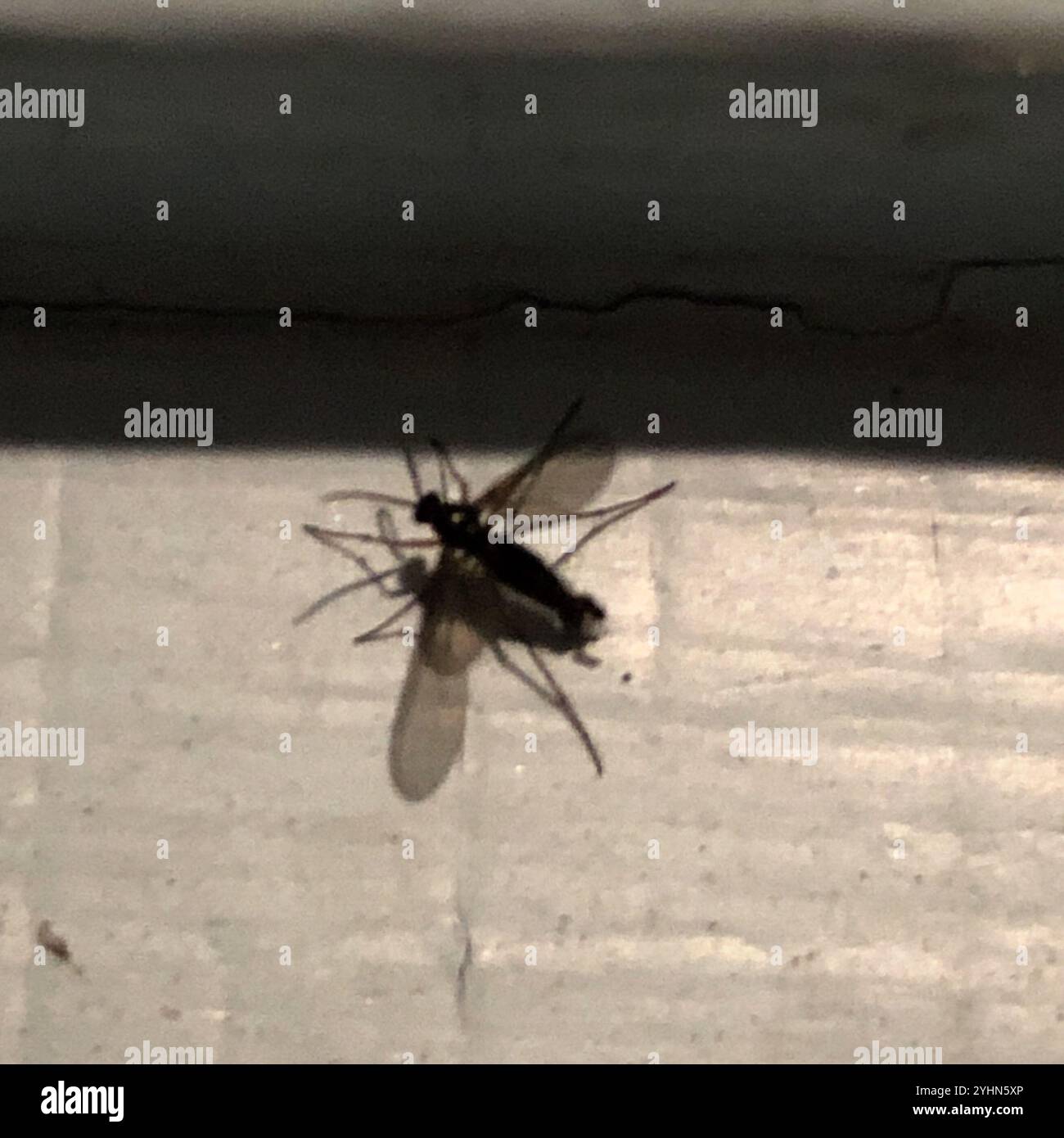 Fungus Gnats and Gall Midges (Sciaroidea Stock Photo - Alamy