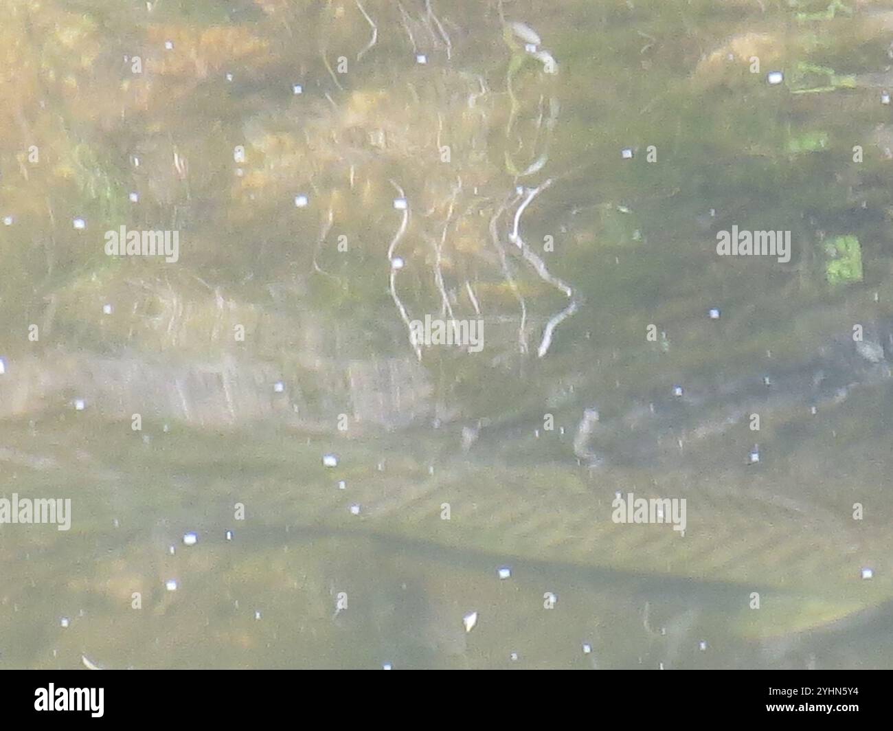 Florida Gar (Lepisosteus platyrhincus Stock Photo - Alamy
