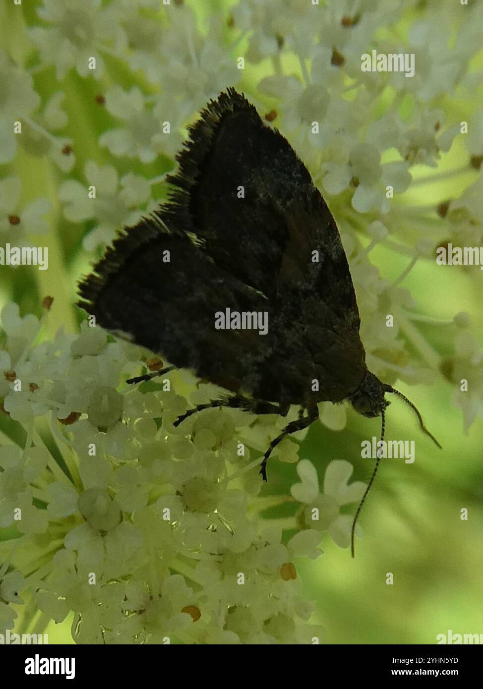 Apple Leaf Skeletonizer Moth (Choreutis pariana Stock Photo - Alamy