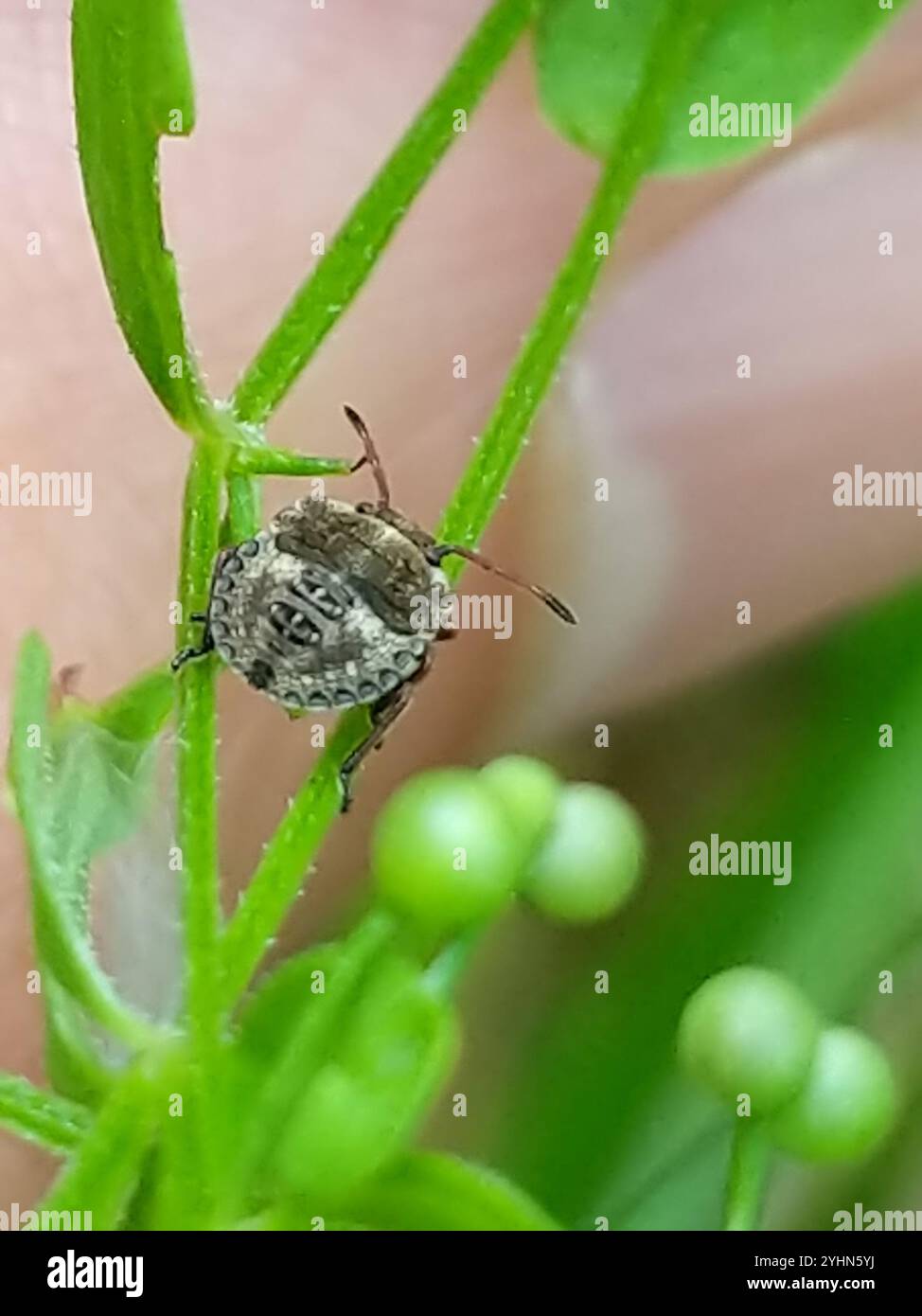 Stink Bugs, Shield Bugs, and Allies (Pentatomoidea Stock Photo - Alamy