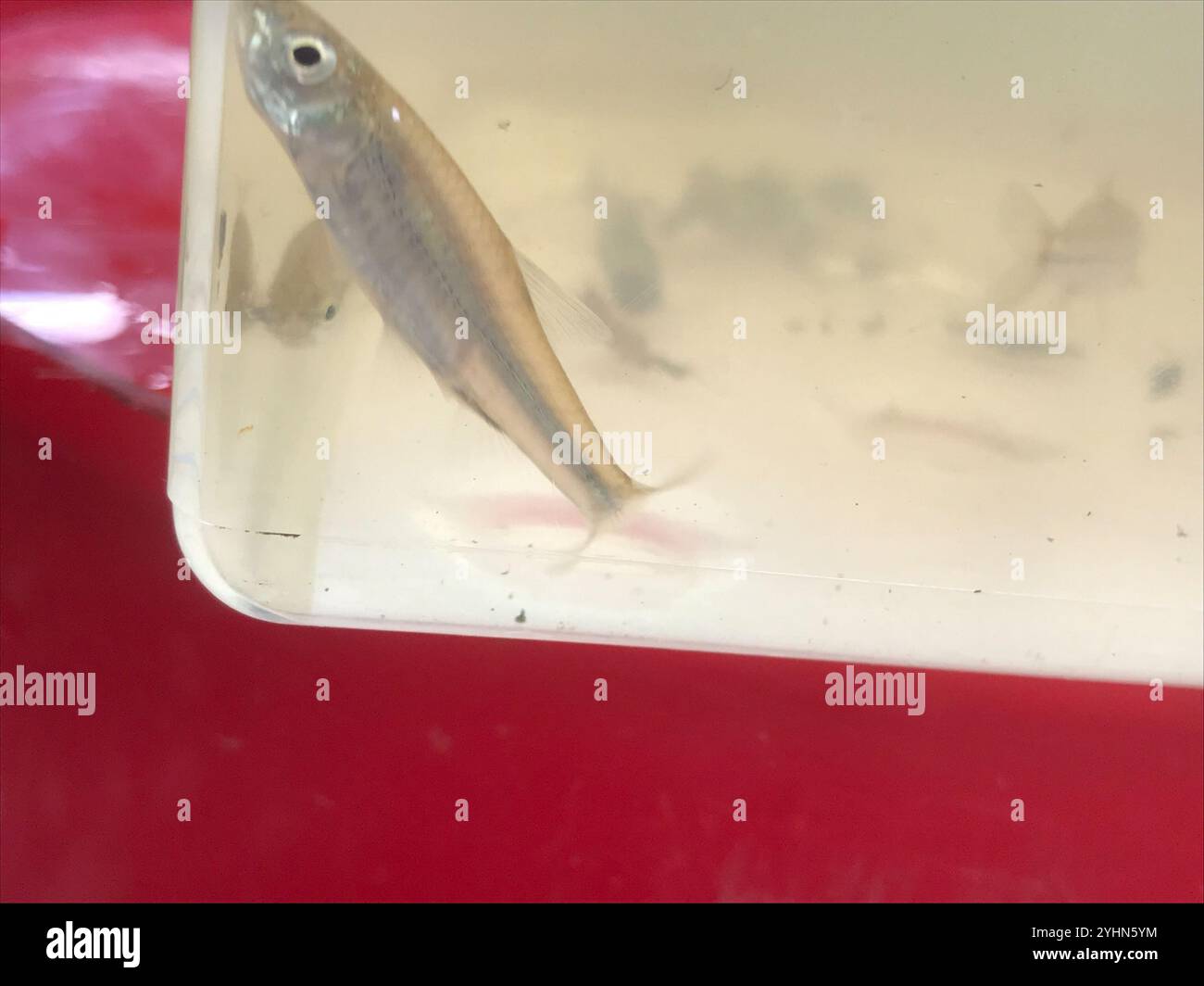 Sand Shiner (Miniellus stramineus Stock Photo - Alamy
