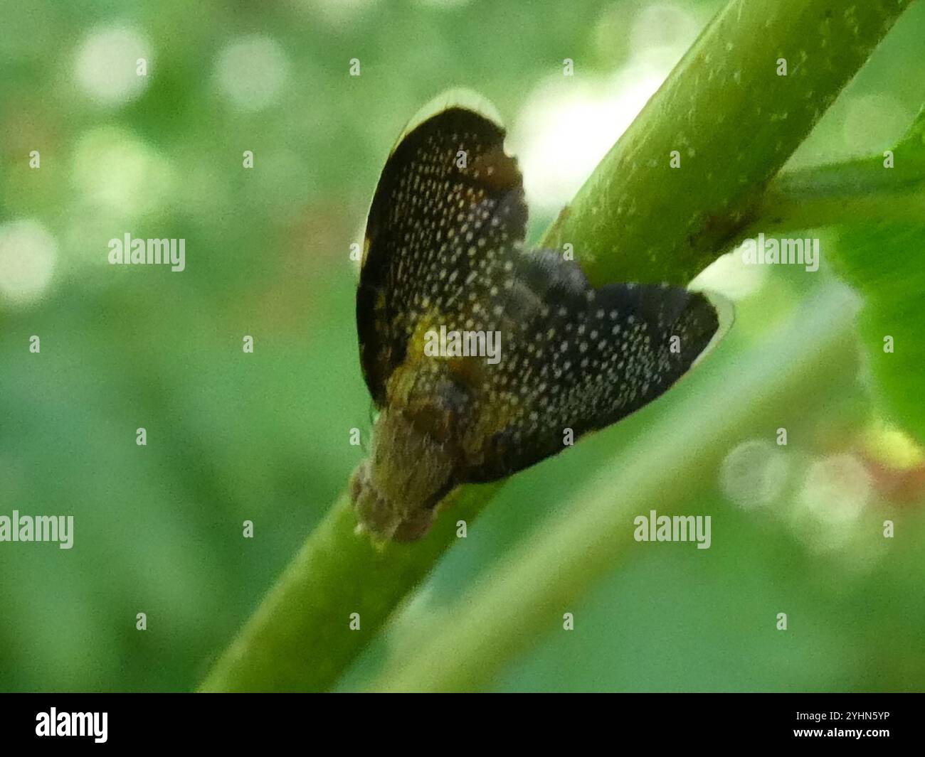 Eutreta hi-res stock photography and images - Alamy