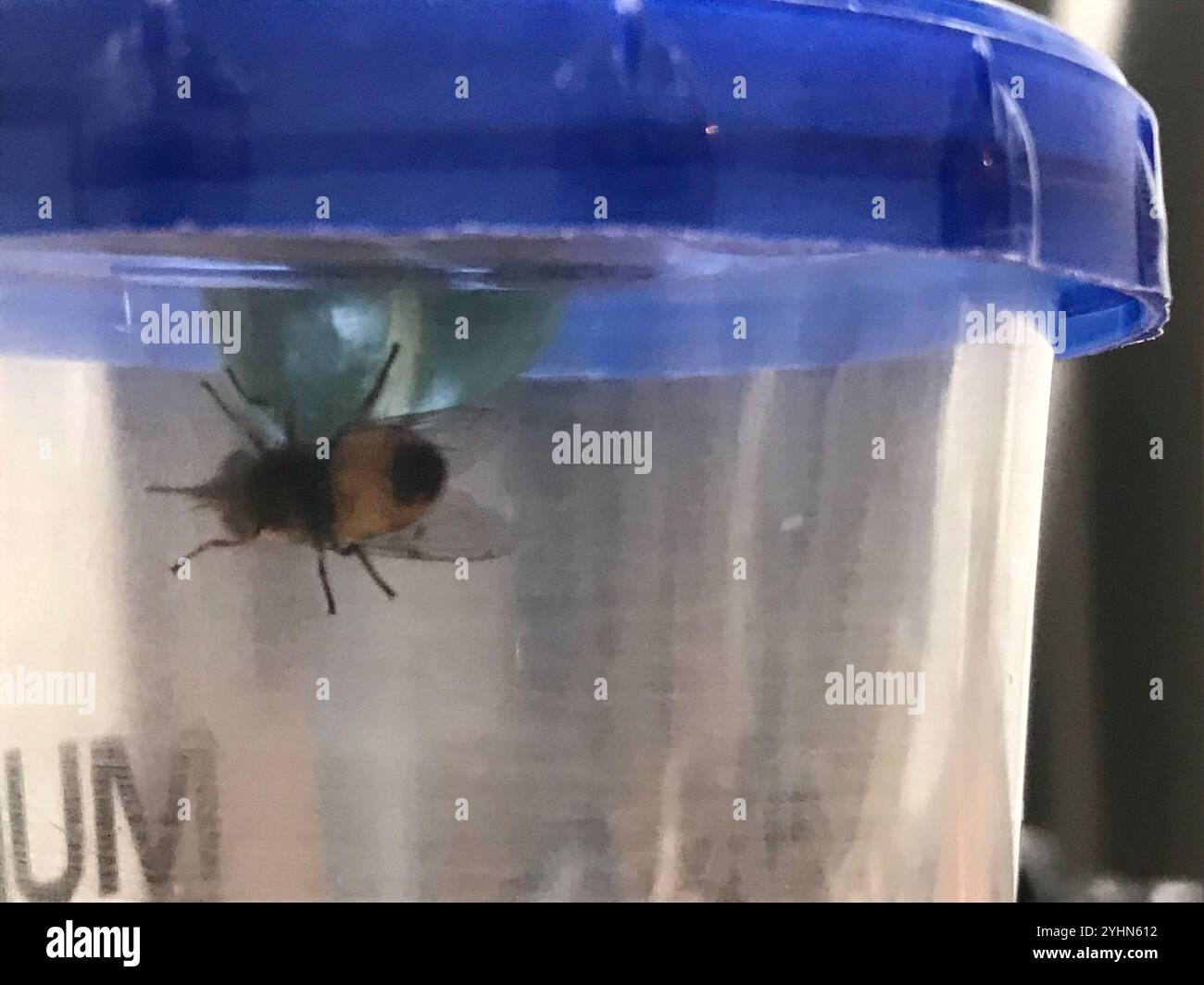 Haag's Bromeliad Fly (Copestylum haagii Stock Photo - Alamy