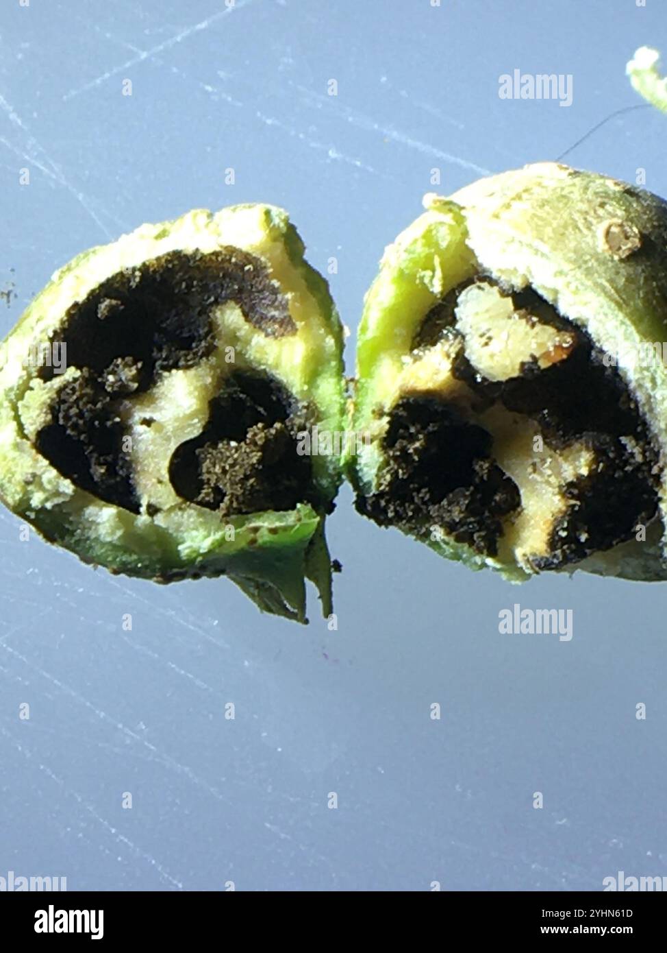 Hackberry Petiole Gall Psyllid (Pachypsylla venusta Stock Photo - Alamy