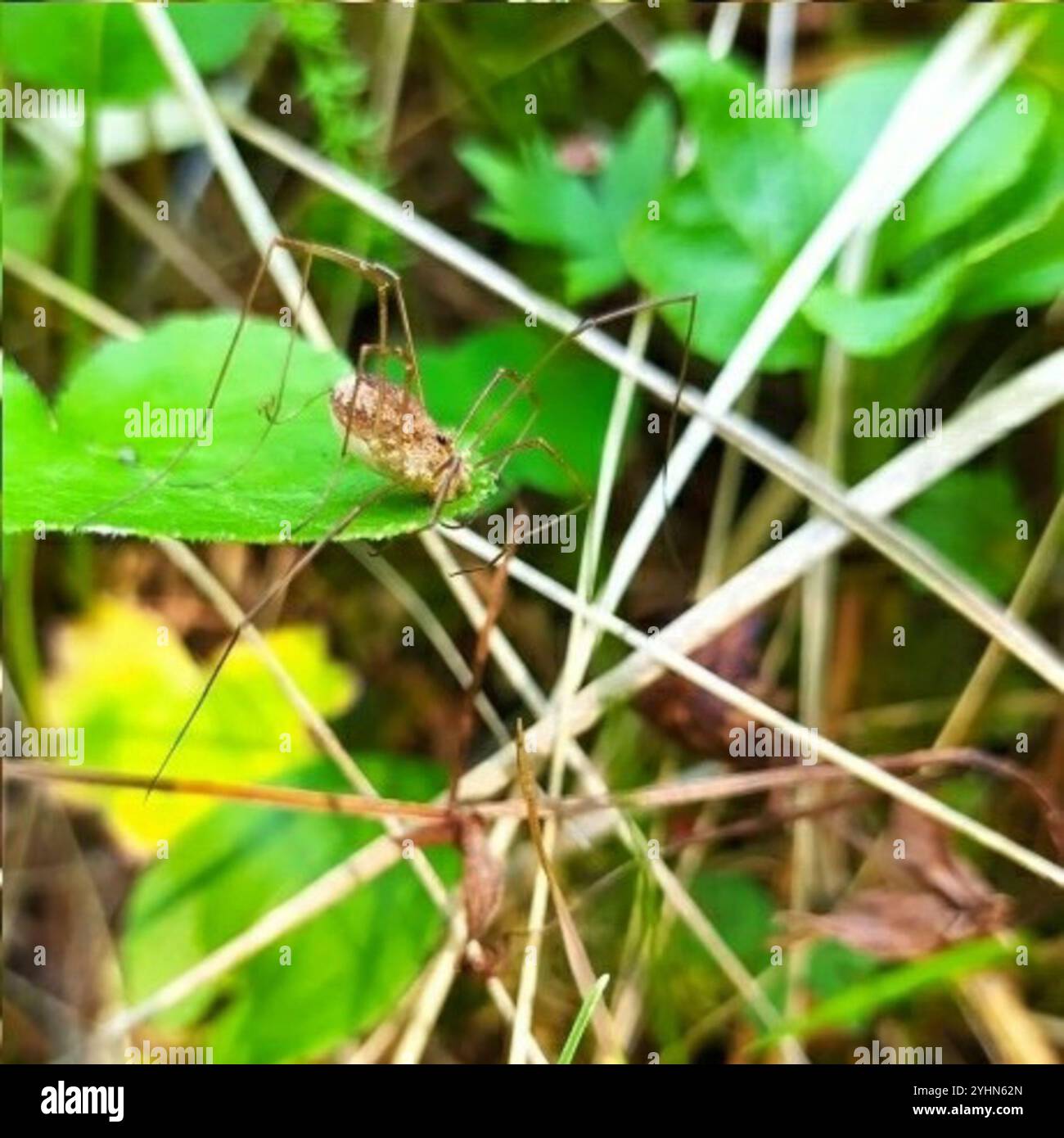 Saddleback Harvestman (Mitopus morio Stock Photo - Alamy