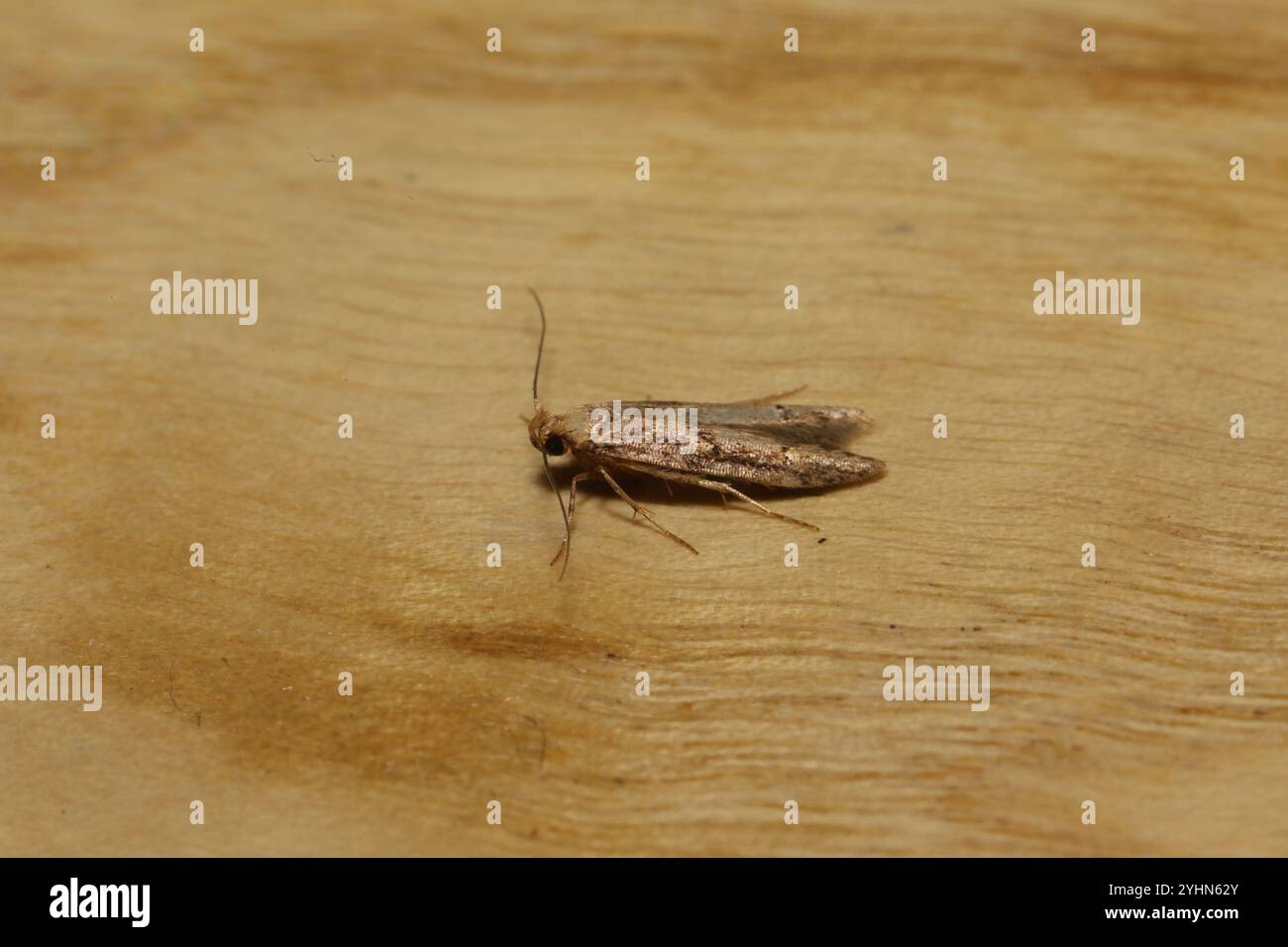 White-shouldered House Moth (Endrosis sarcitrella Stock Photo - Alamy