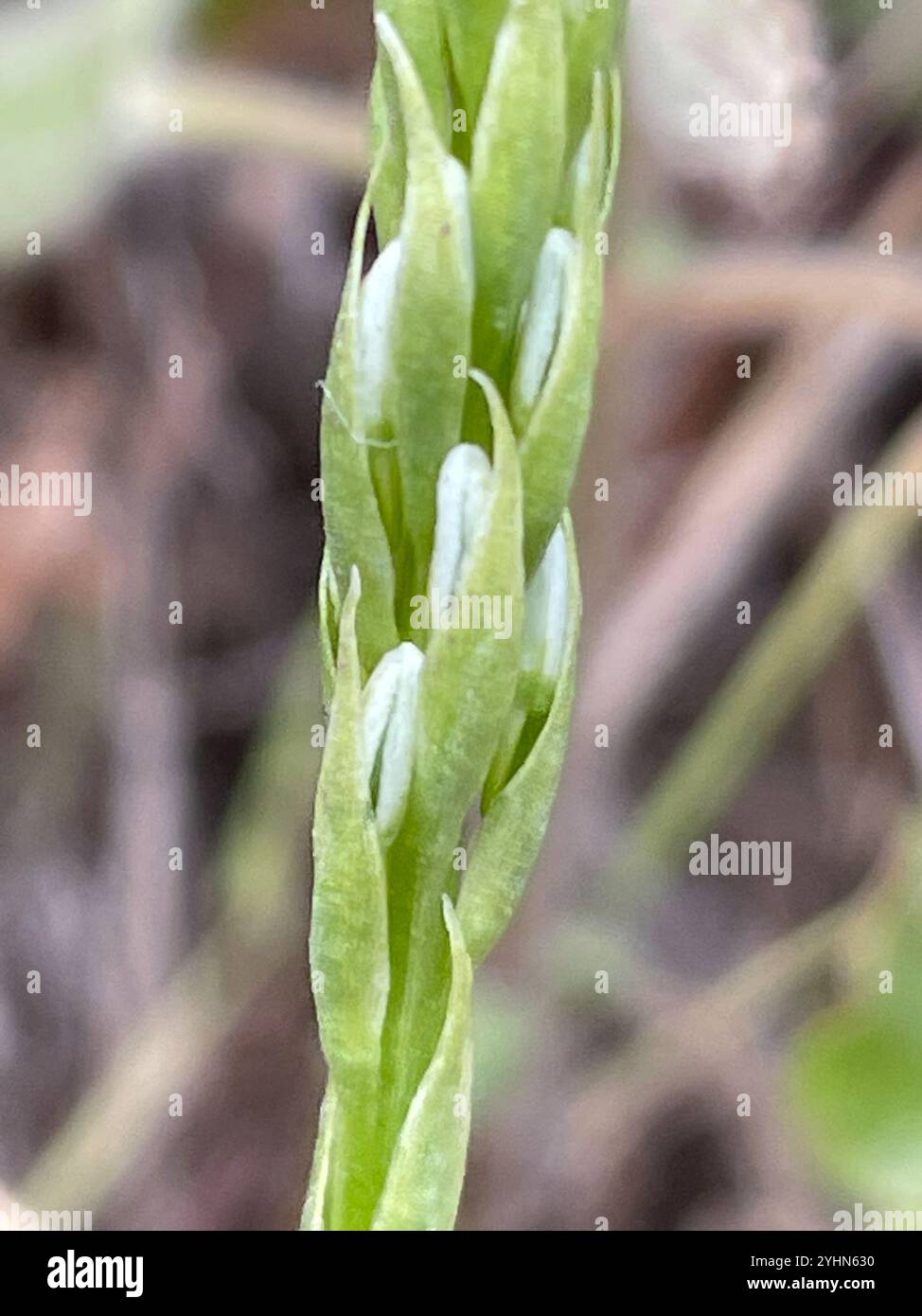 Elegant piperia hi-res stock photography and images - Alamy