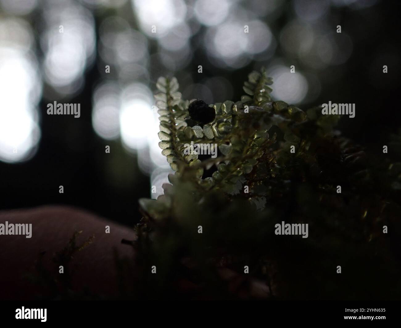 leafy and simple thalloid liverworts (Jungermanniopsida Stock Photo - Alamy