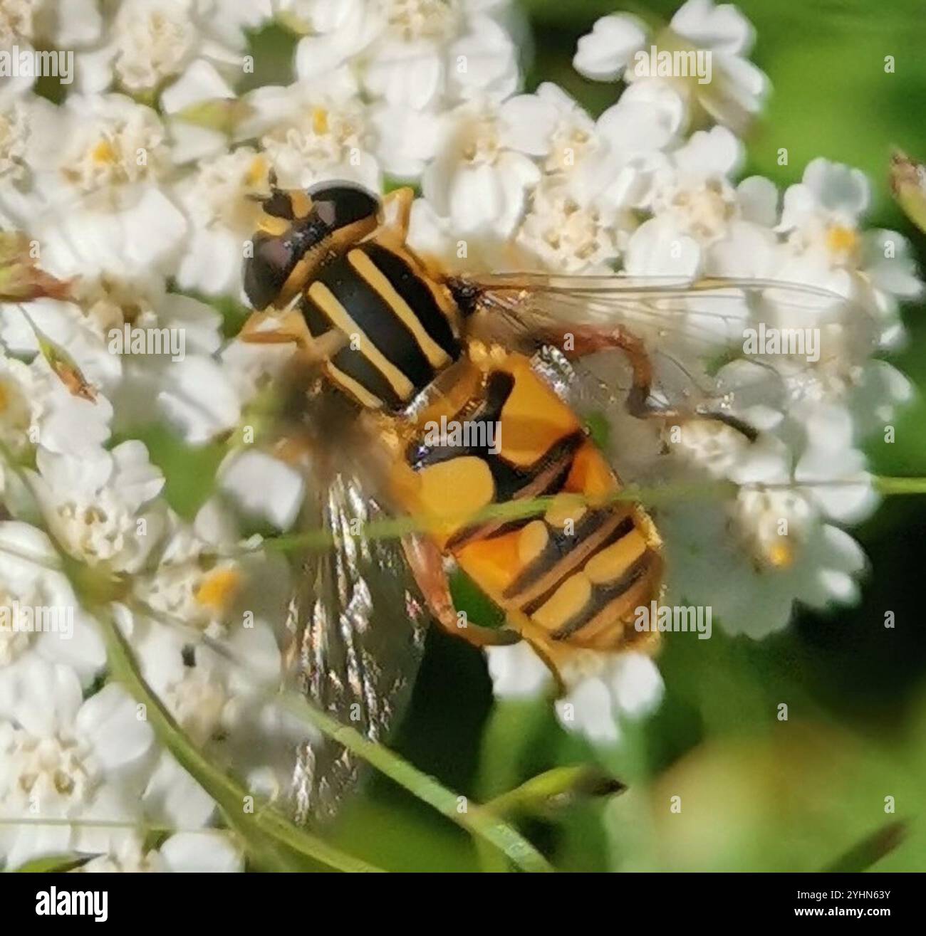 Sun Fly (Helophilus pendulus Stock Photo - Alamy