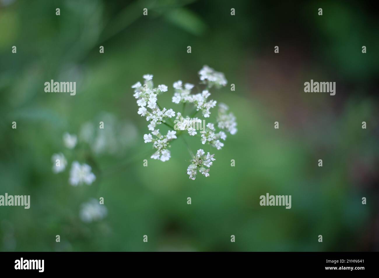carrot family (Apiaceae Stock Photo - Alamy
