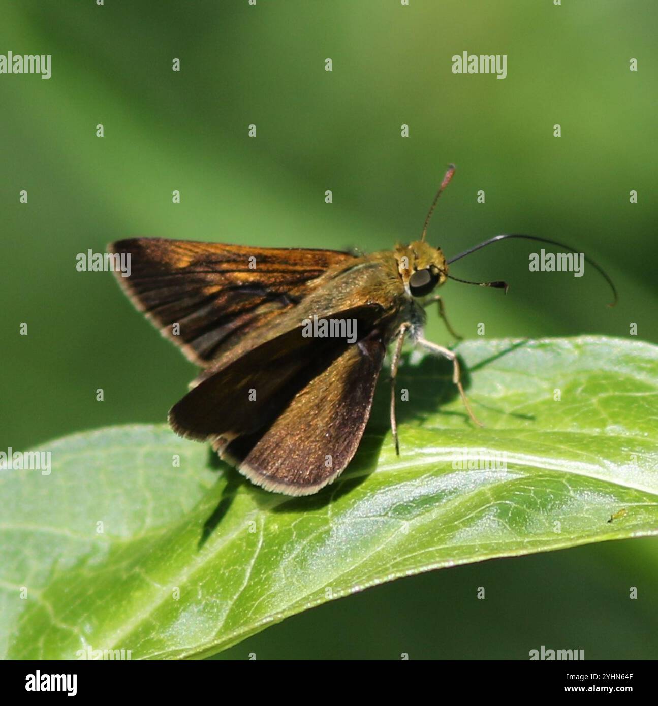Dun Skipper (Euphyes vestris Stock Photo - Alamy