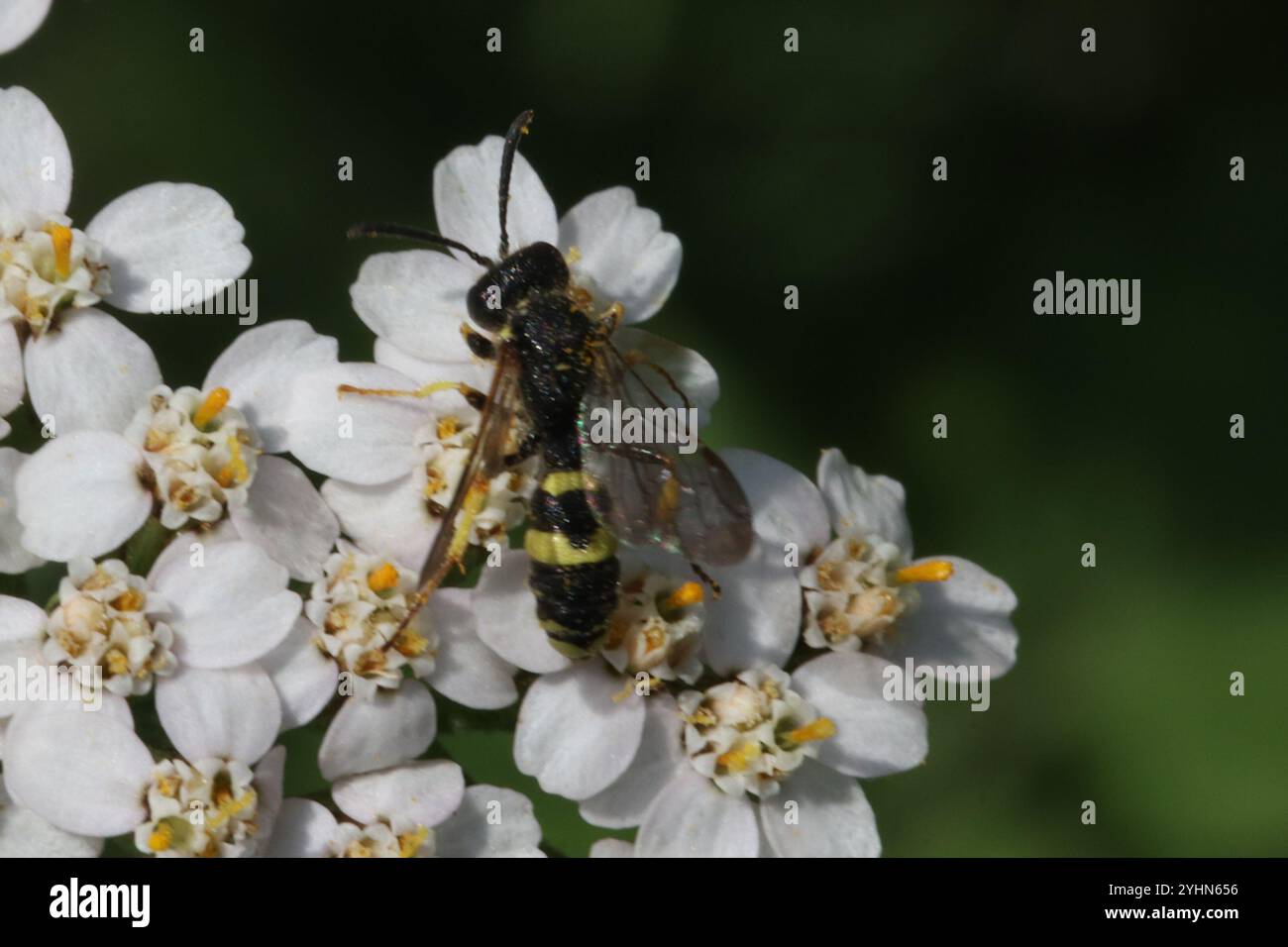 Ornate-tailed Digger Wasp (Cerceris rybyensis Stock Photo - Alamy
