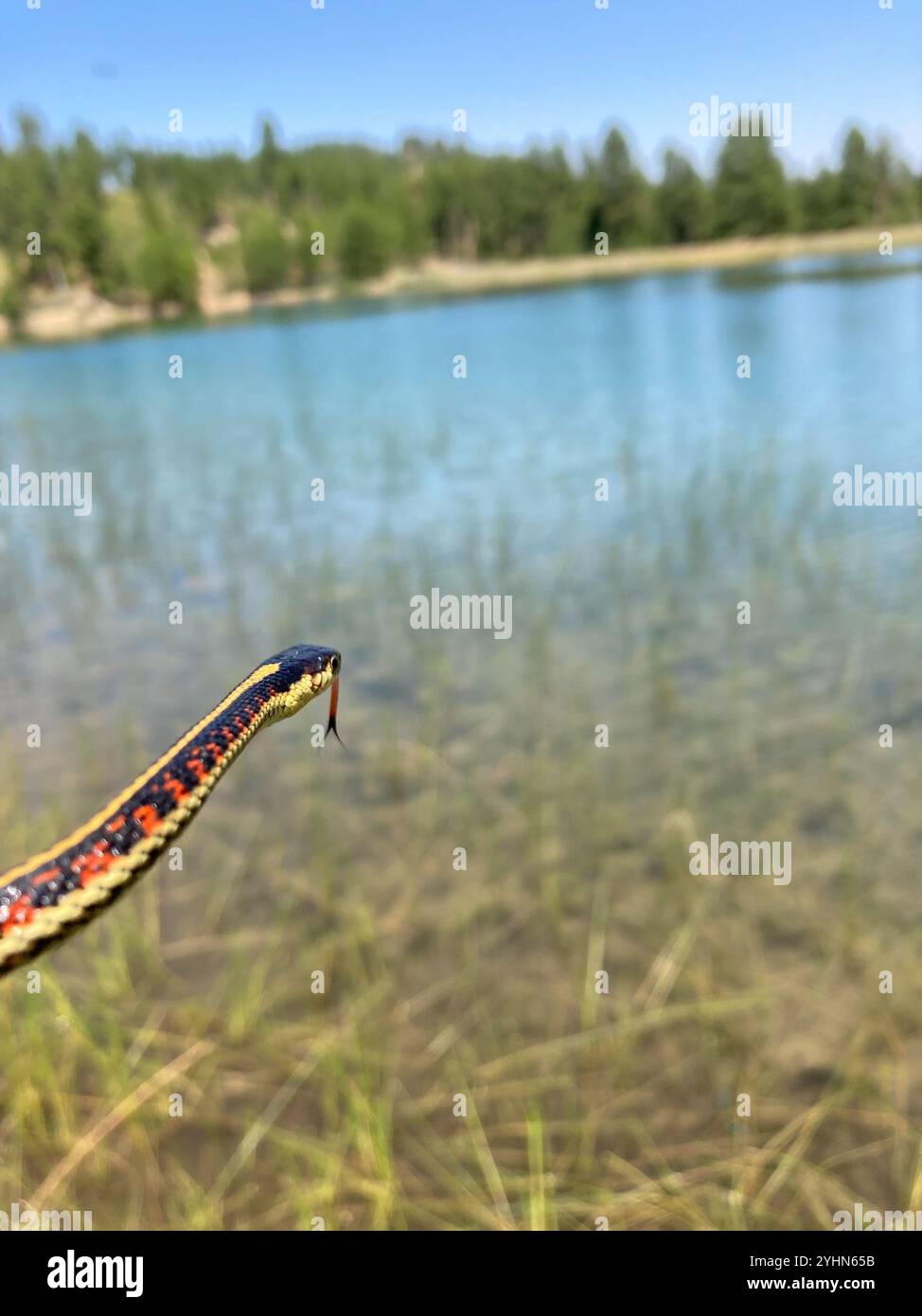 Valley Garter Snake (Thamnophis sirtalis fitchi Stock Photo - Alamy