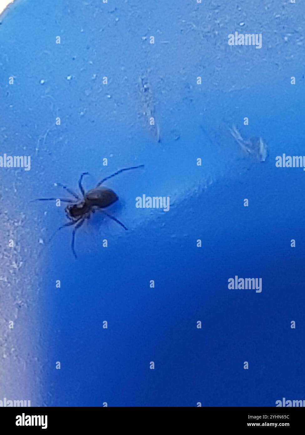 Common Money Spider (Diplocephalus cristatus Stock Photo - Alamy