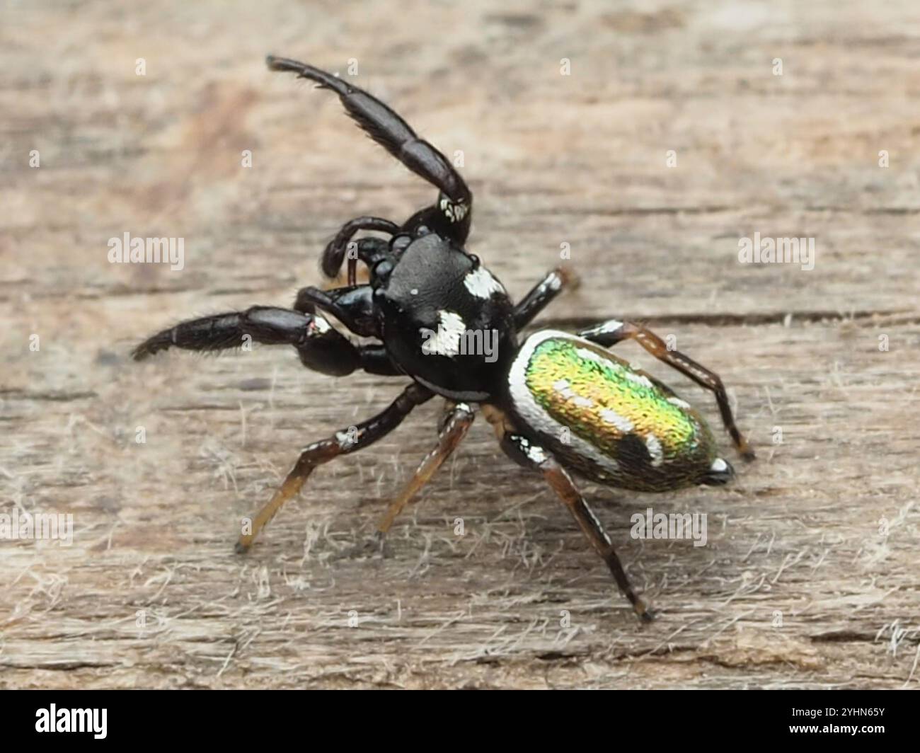 Buttonhook Leafbeetle Jumping Spider (Sassacus vitis Stock Photo - Alamy