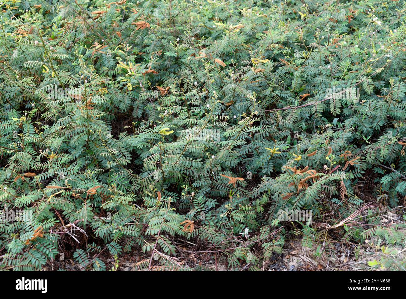 Giant sensitive tree (Mimosa pigra) is a shrub native to tropical ...