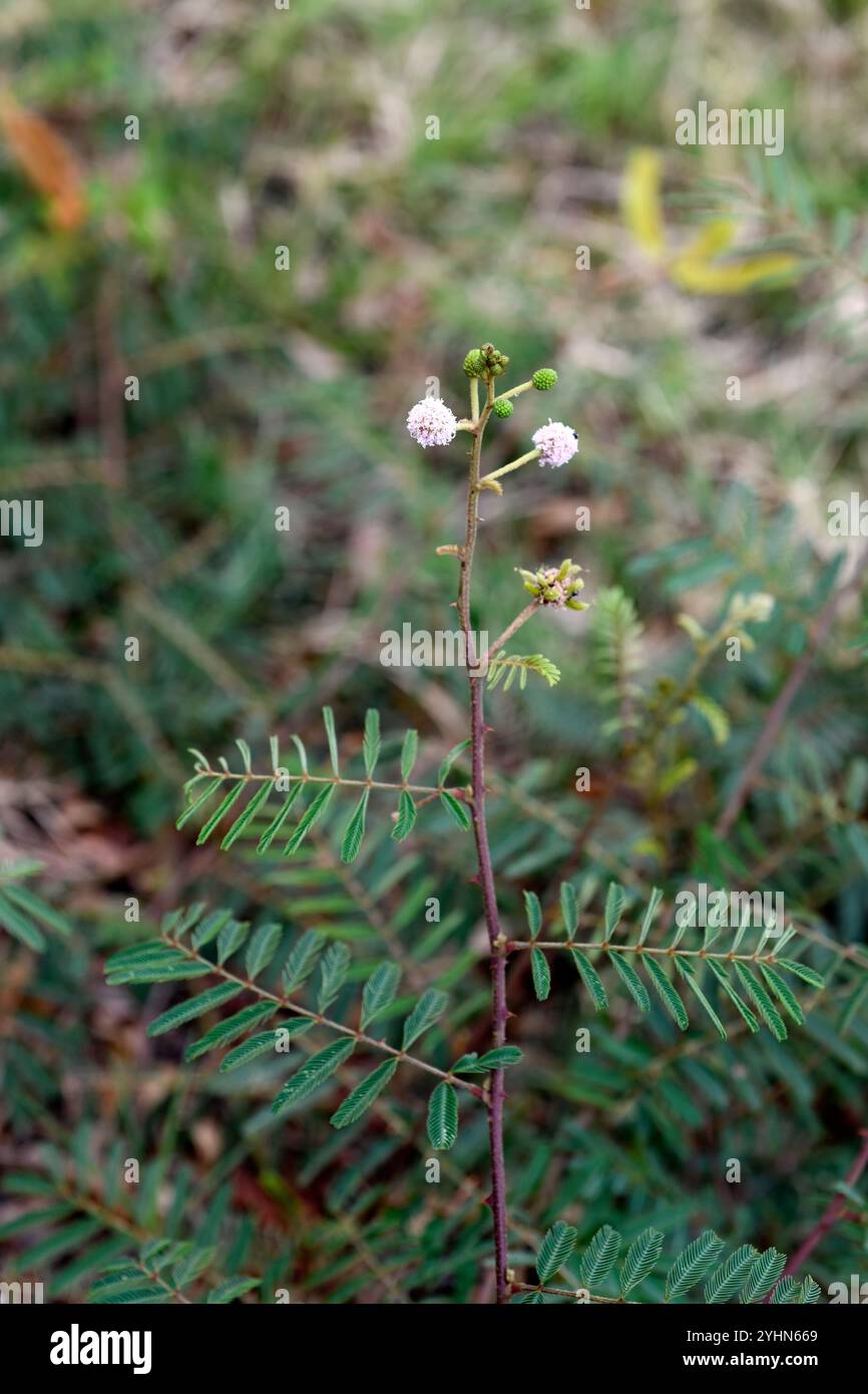 Giant sensitive tree (Mimosa pigra) is a shrub native to tropical ...